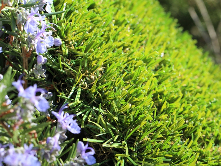 Products – Cal Coast Synthetic Turf